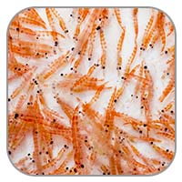 Onnit Krill Oil: Unlocking the Power of Nature for Your Well-being